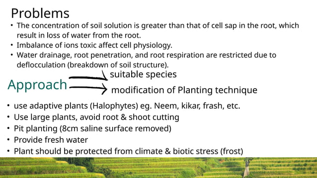 problem soils and tree plantation techniques.pptx