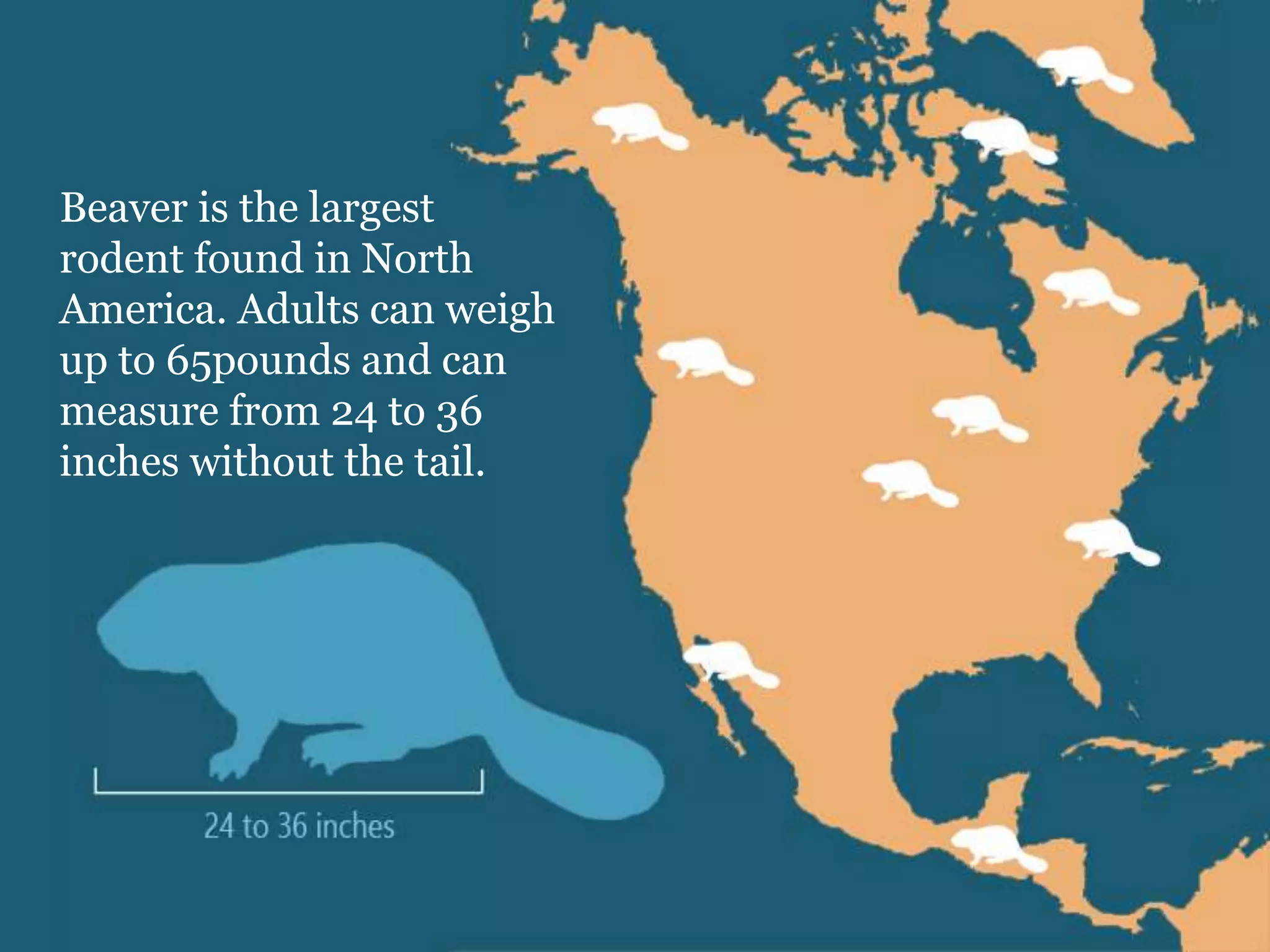 Problems with beavers | PPT