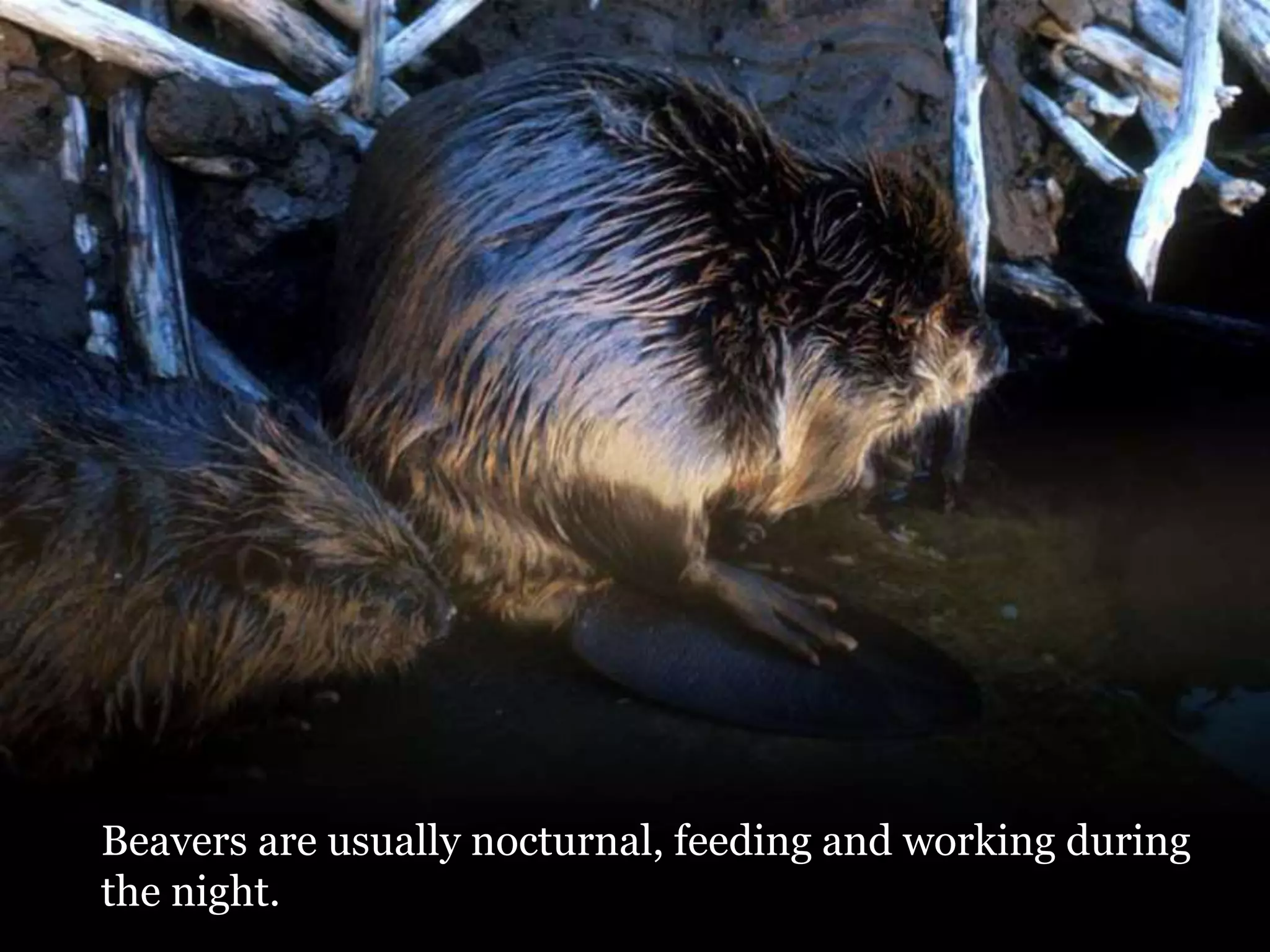 Problems with beavers | PPT