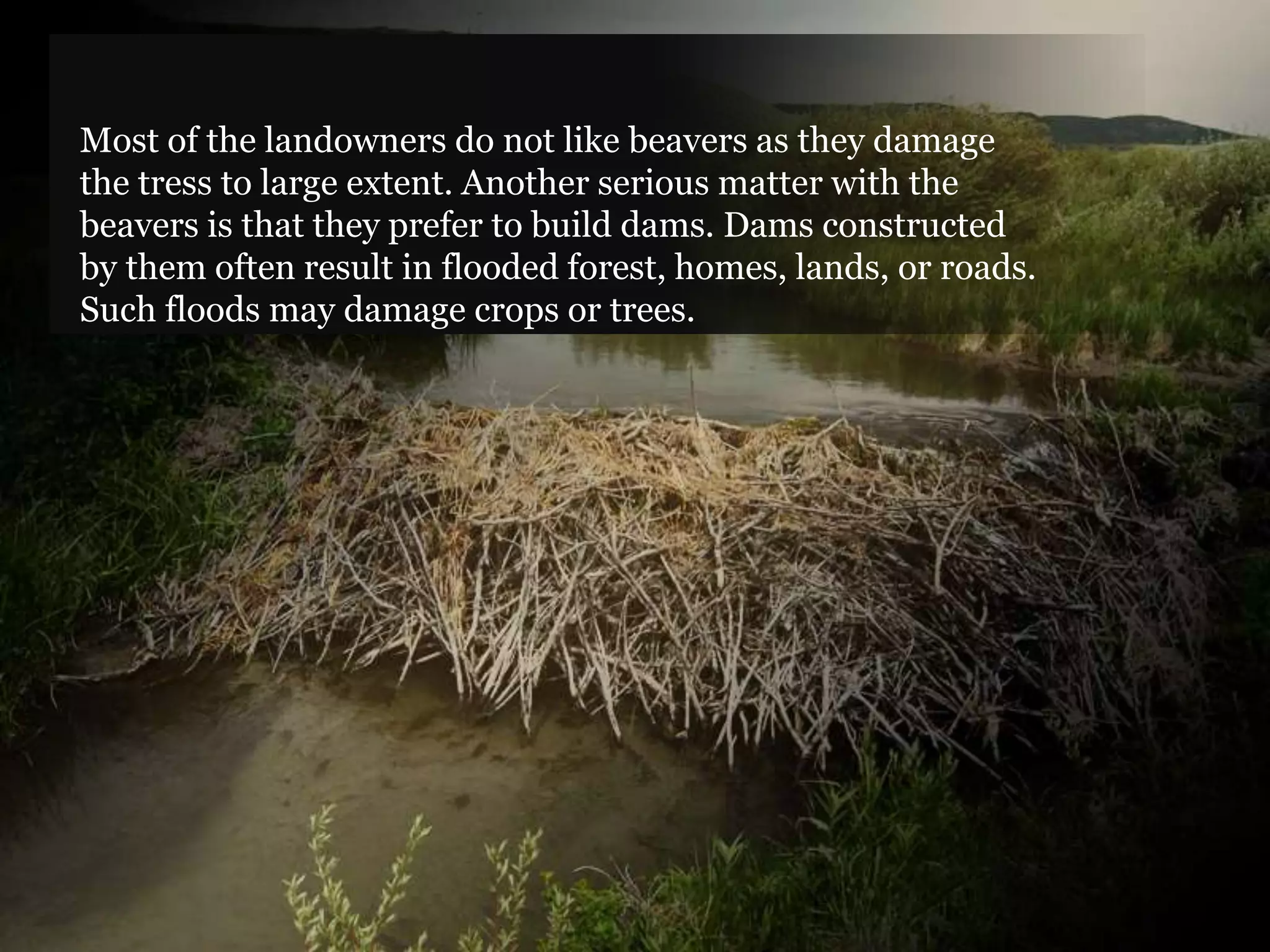 Problems with beavers | PPT