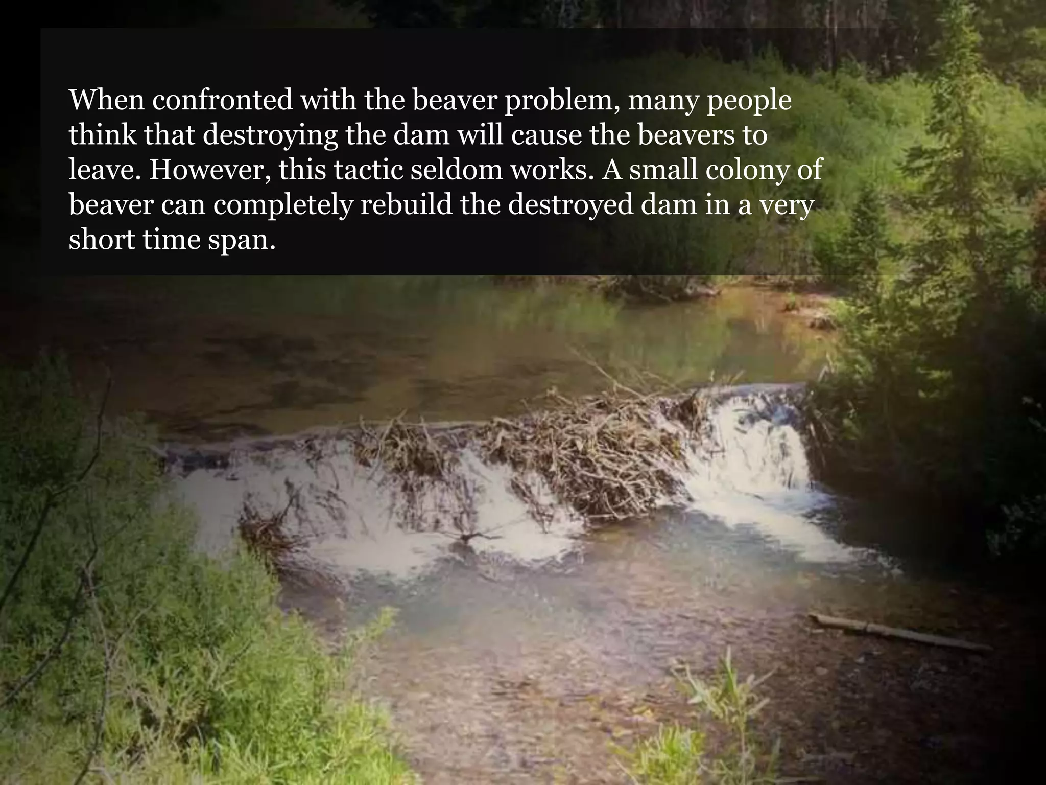 Problems with beavers | PPT