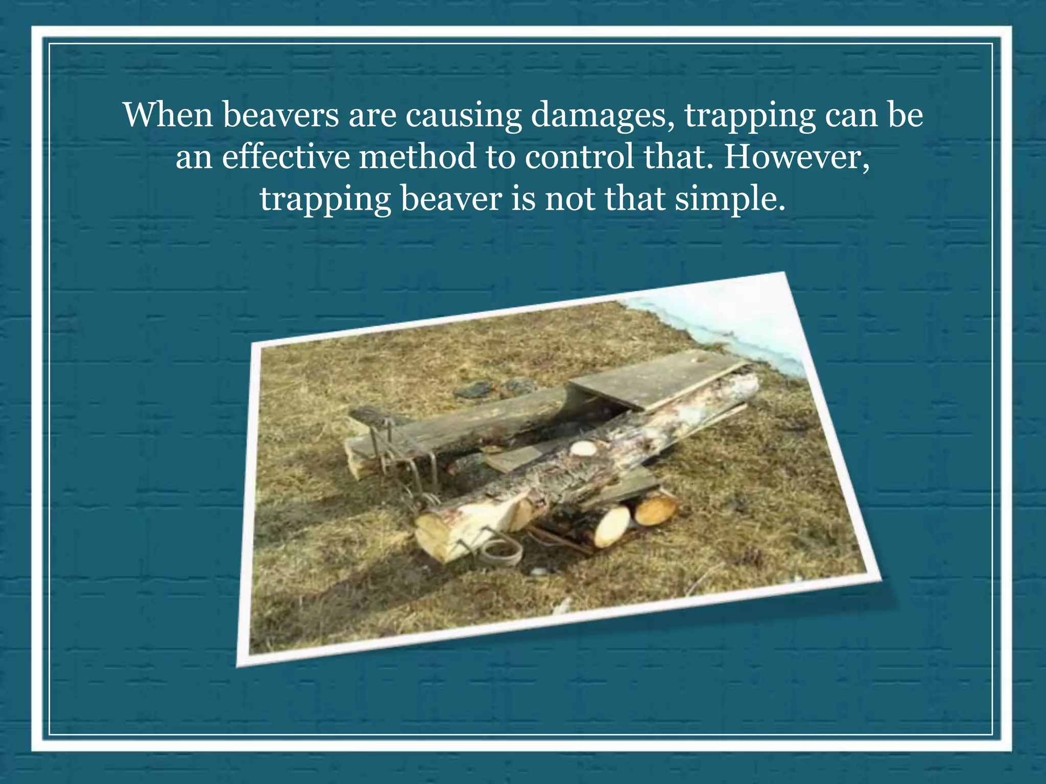 Problems with beavers | PPT