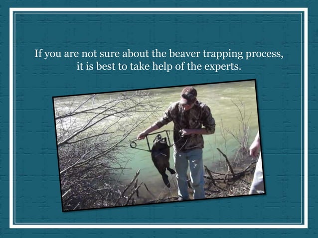 Problems with beavers | PPT