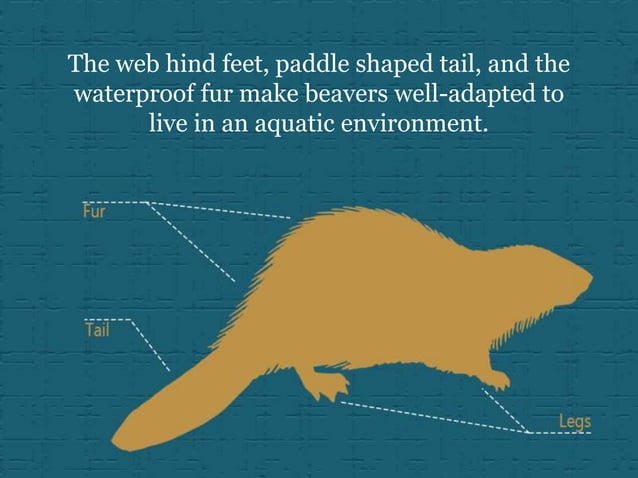 Problems with beavers | PPT