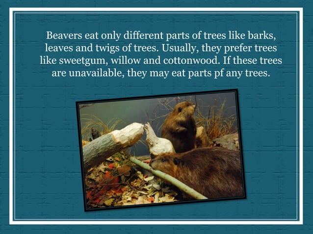 Problems with beavers | PPT
