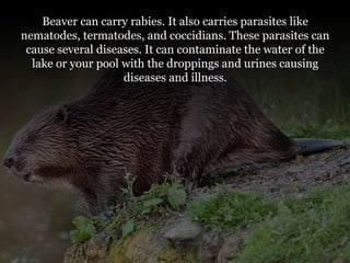 Problems with beavers | PPT