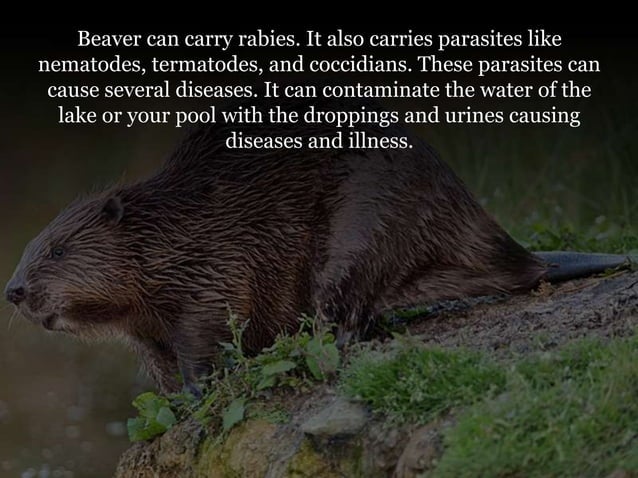 Problems with beavers | PPT