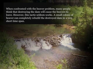 Problems with beavers | PPTX