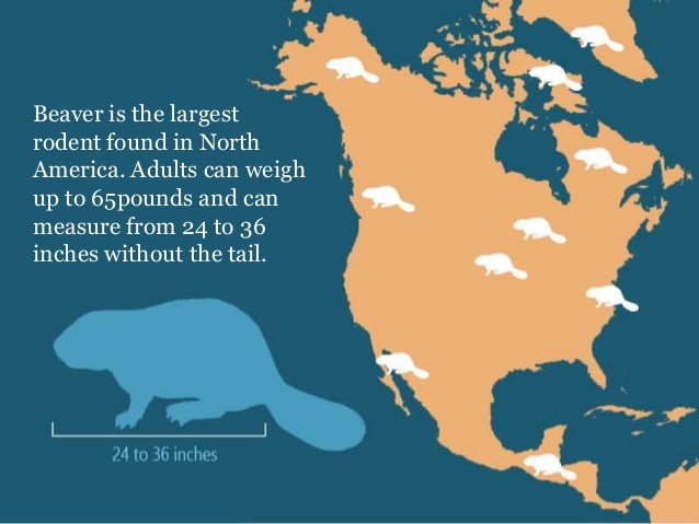 Problems with beavers