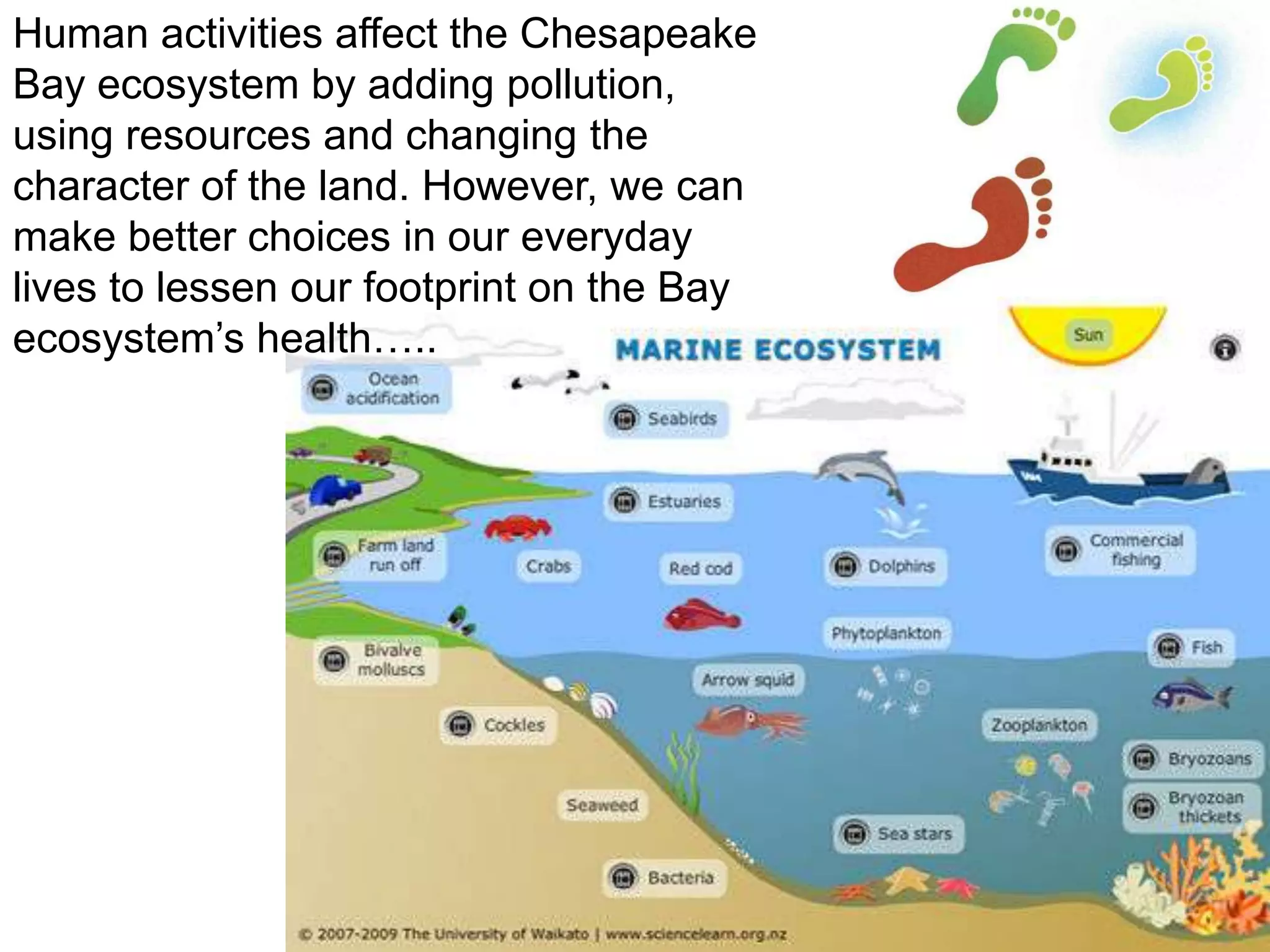 Problems with the watershed of chesapeake bay | PPTX