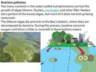 Problems with the watershed of chesapeake bay | PPTX