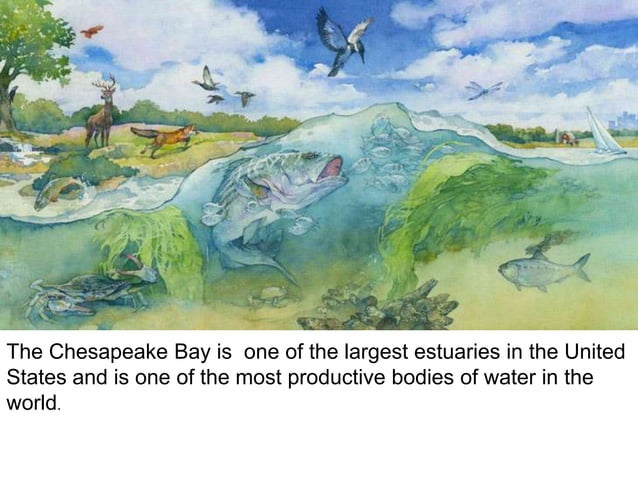 Problems with the watershed of chesapeake bay | PPT