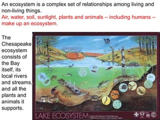 Problems with the watershed of chesapeake bay | PPTX