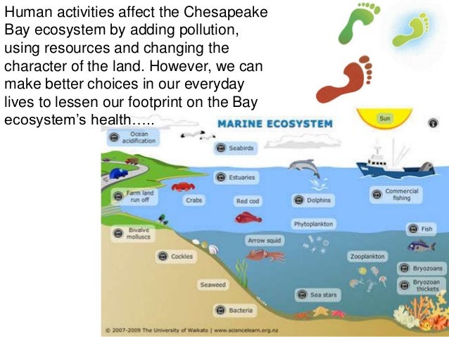 Problems with the watershed of chesapeake bay