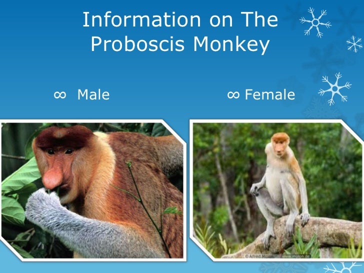 Proboscis monkey (4)
