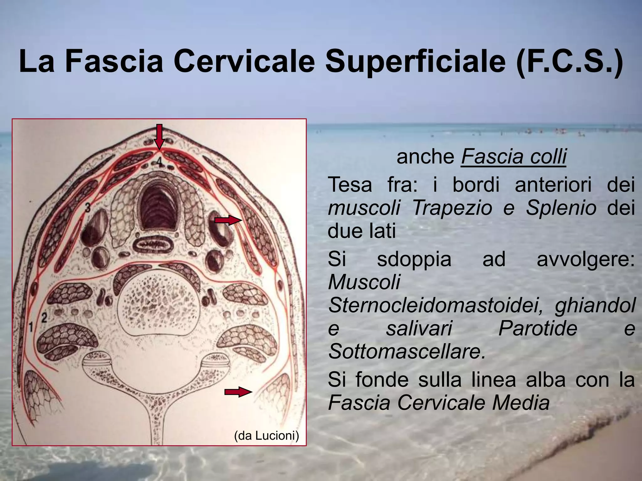 Indicazioni agli svuotamenti linfonodali del collo | PPTX