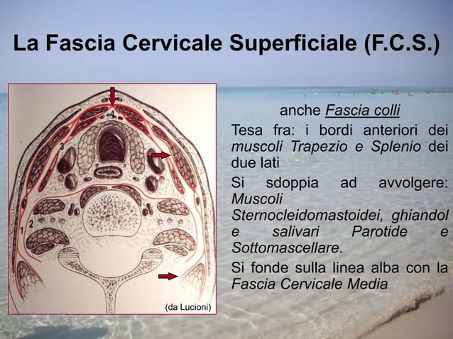 Indicazioni agli svuotamenti linfonodali del collo | PPTX