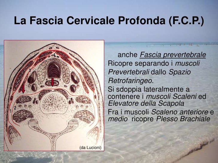 Linfonodi Della Testa E Del Collo Wikipedia