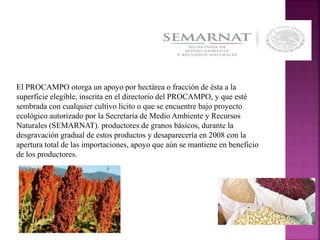 PROGRAMA-PROCAMPO | PPTX