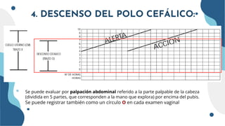 Procedimiento del parto según la oms.pdf