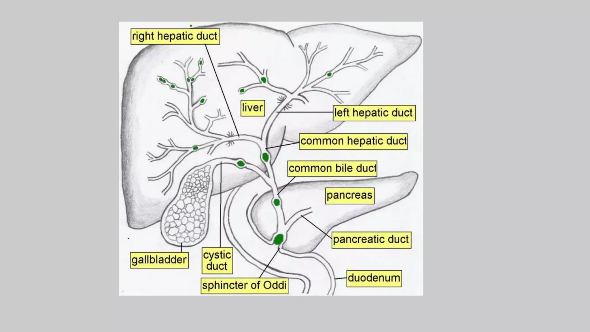 Procedure Of Ercp And T Tube Cholangiography Pptx
