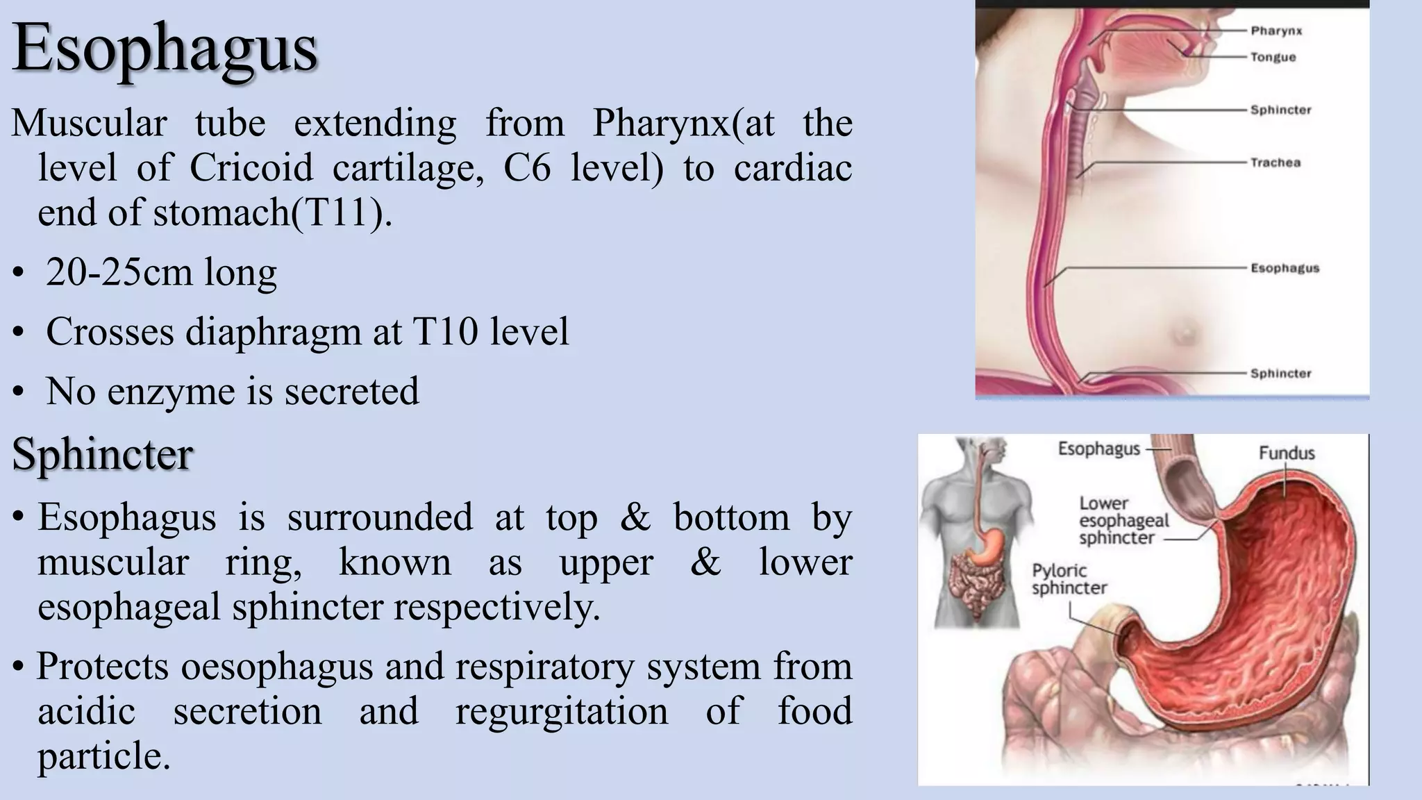 Procedure of upper gi | PPTX