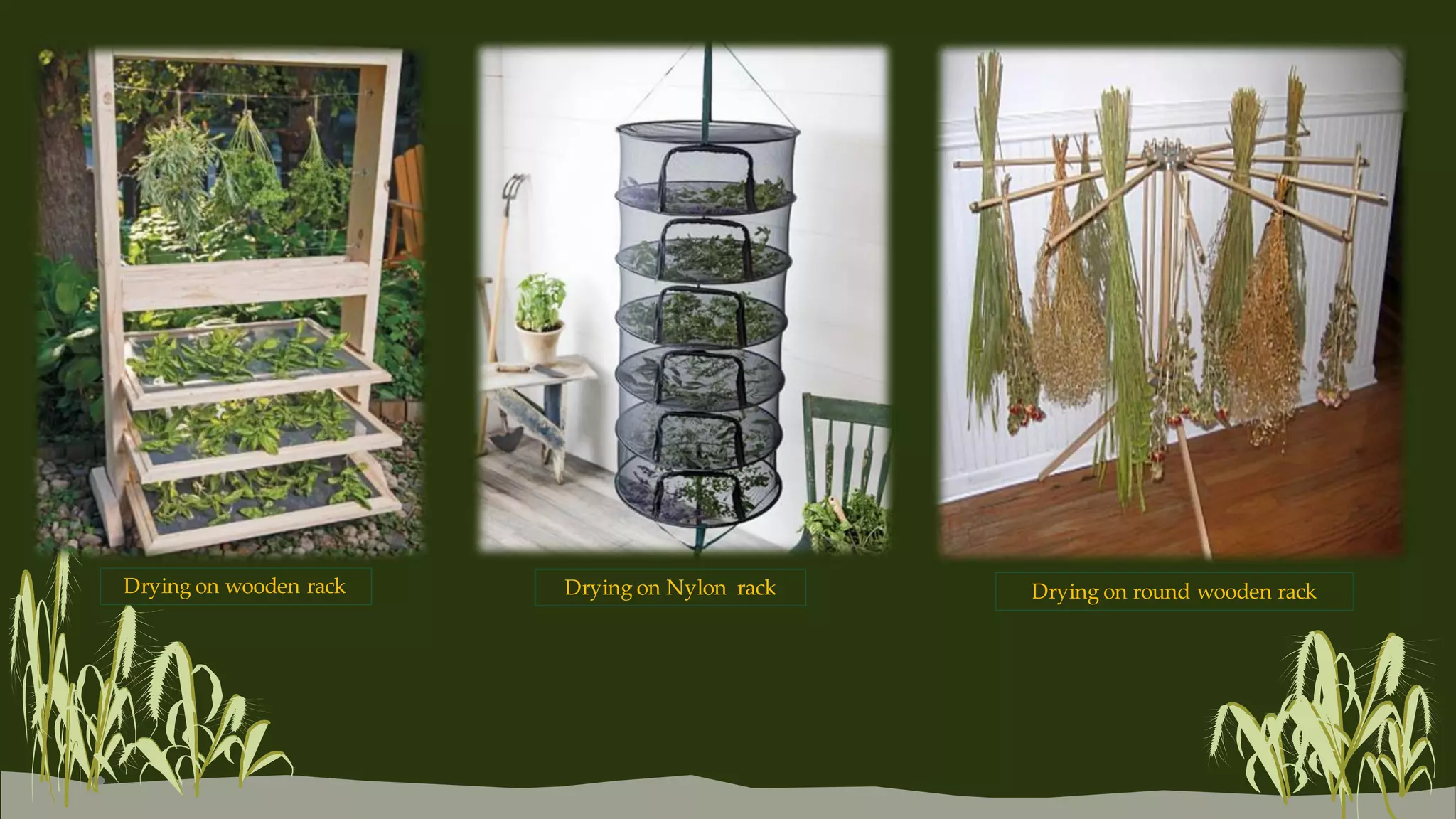 Drying Procedures of Medicinal & Aromatic plants | PDF