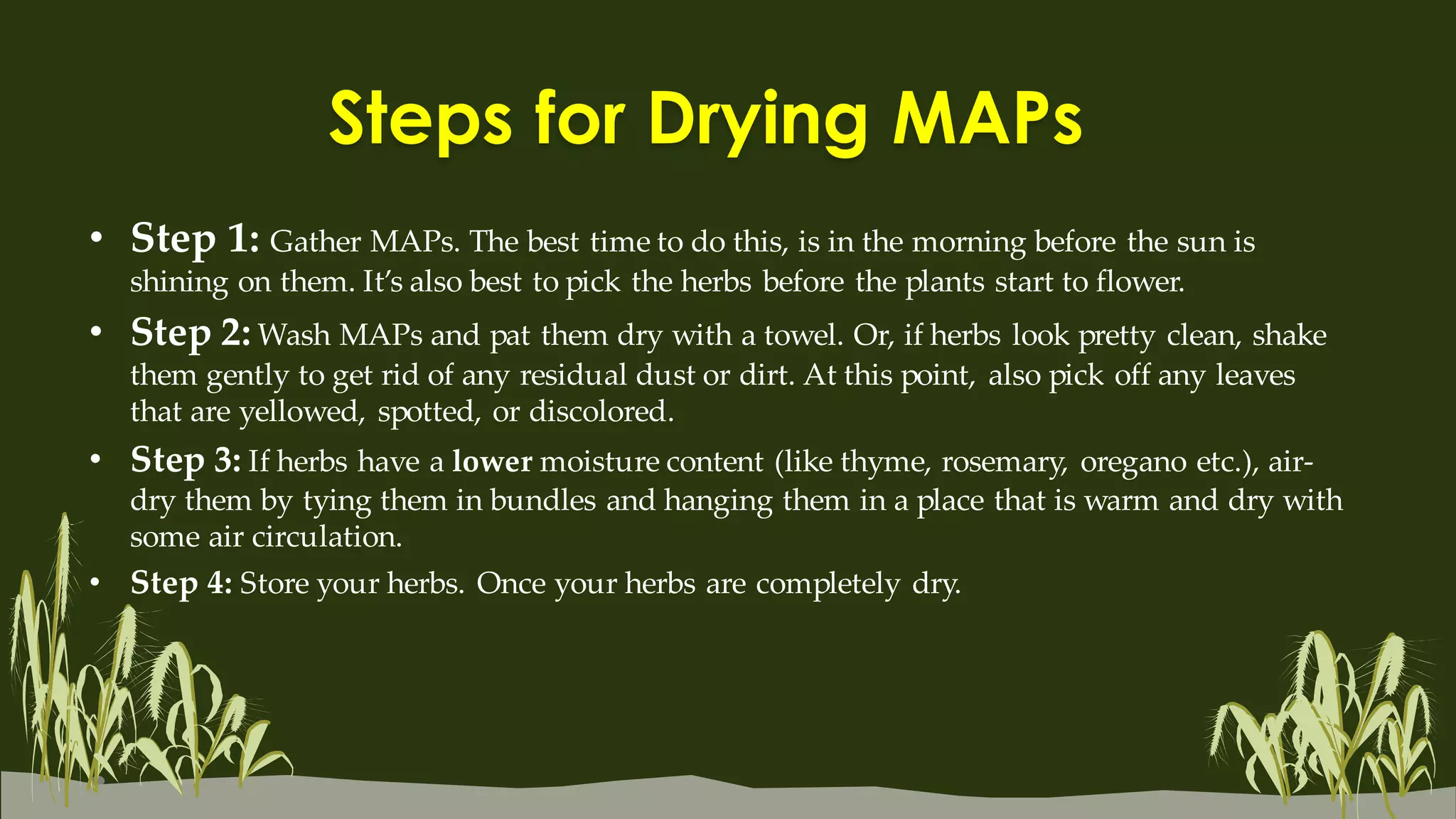 Drying Procedures of Medicinal & Aromatic plants | PDF