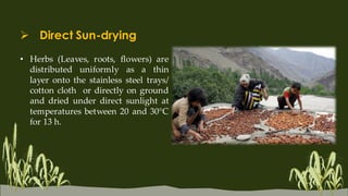 Drying Procedures of Medicinal & Aromatic plants | PDF