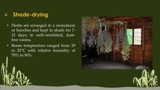 Drying Procedures of Medicinal & Aromatic plants | PDF