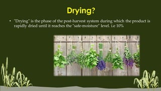 Drying Procedures of Medicinal & Aromatic plants | PDF