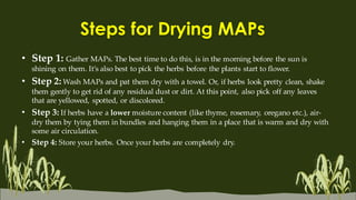Drying Procedures of Medicinal & Aromatic plants | PDF