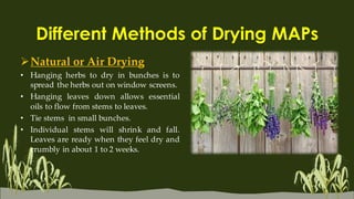 Drying Procedures of Medicinal & Aromatic plants | PDF