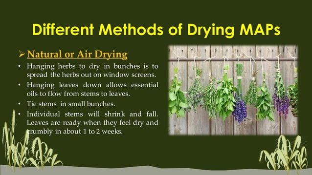 Drying Procedures of Medicinal & Aromatic plants | PDF | Gardening ...