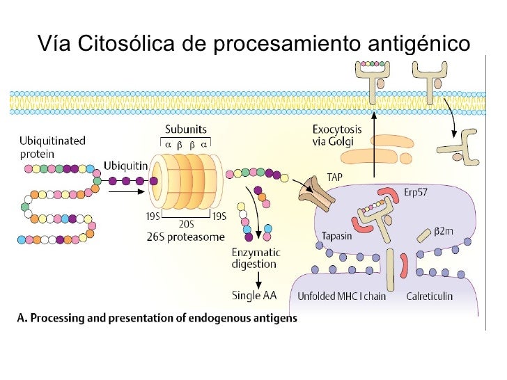 Procesamiento Antigenico Y HLA