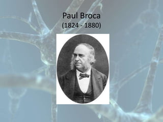 [Neurociencias] Procesamiento del lenguaje (Area de Broca y Wernicke) | PPTX