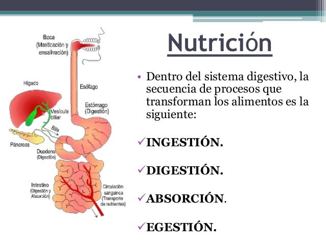 Proceso de-alimentacion
