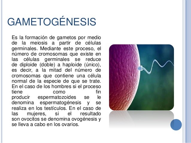 Proceso de Gametogenesis