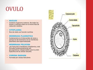 PROCESO EMBRIONARIO | PPTX