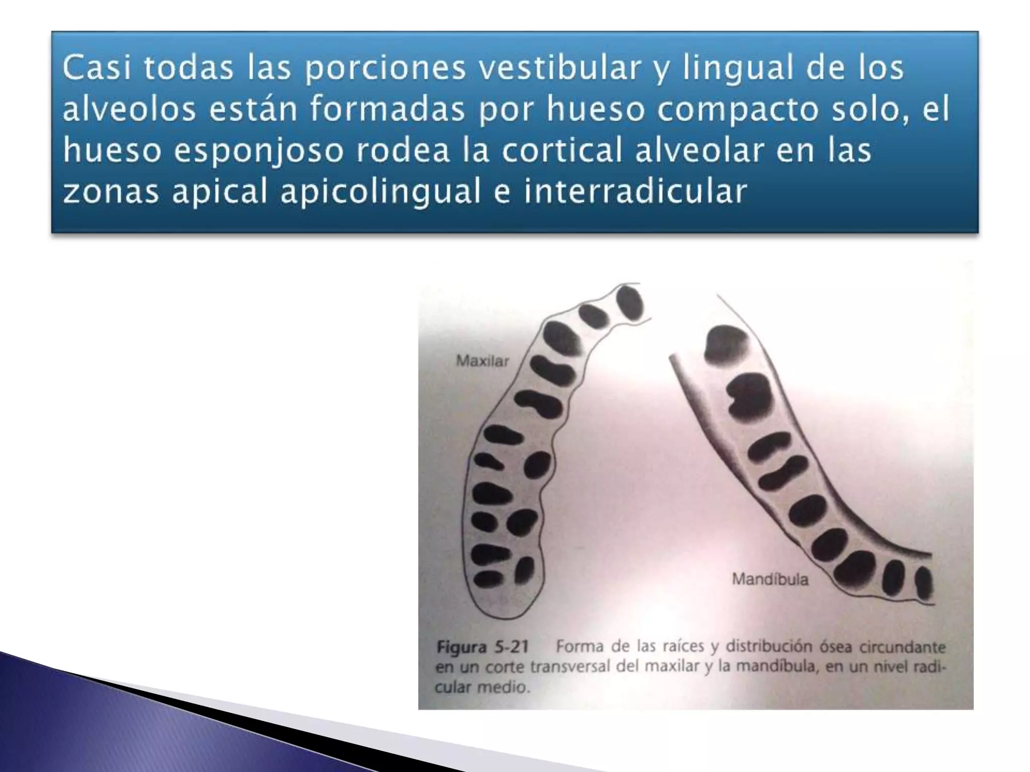 Proceso alveolar | PPTX