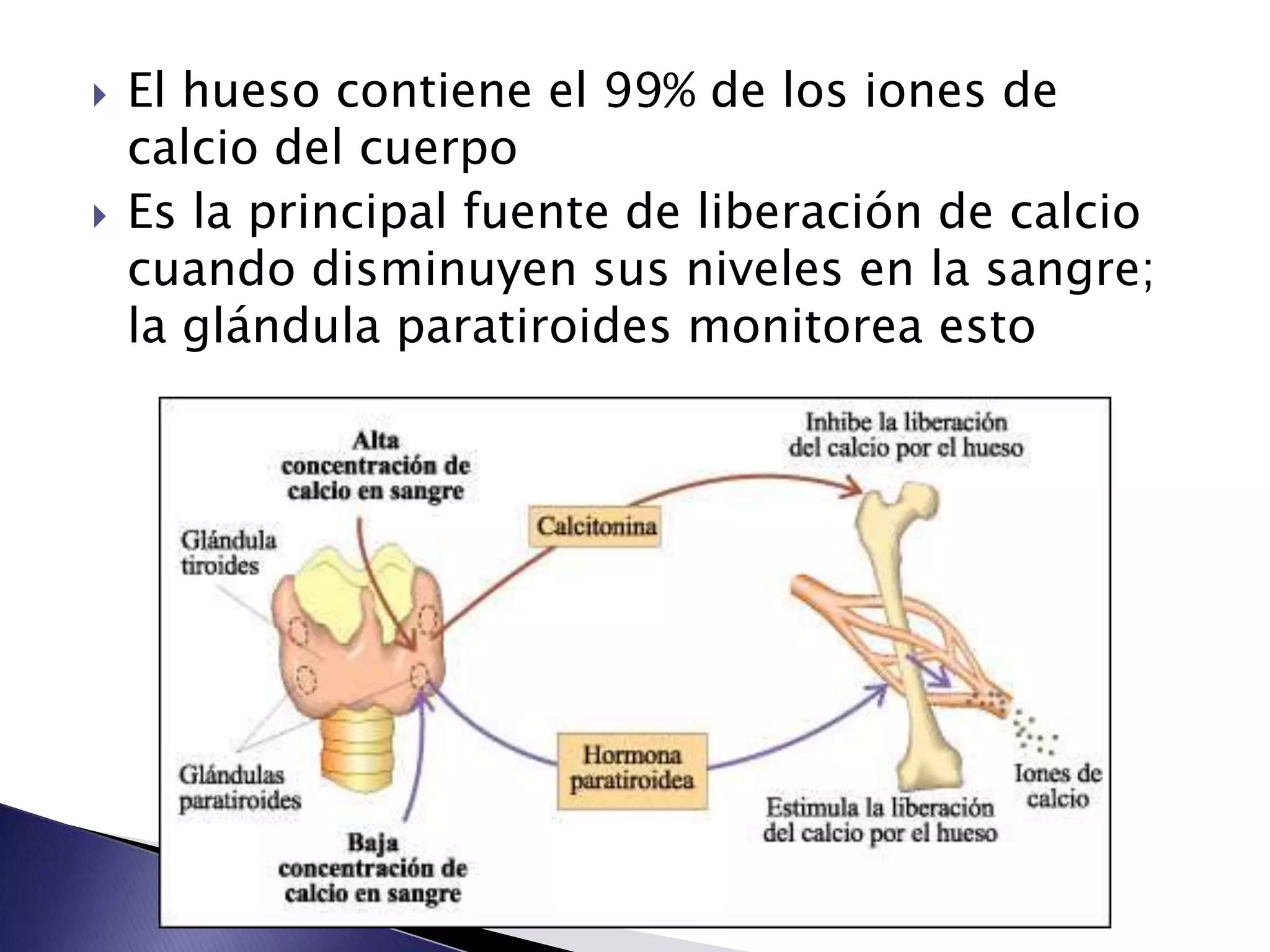 Proceso alveolar | PPTX