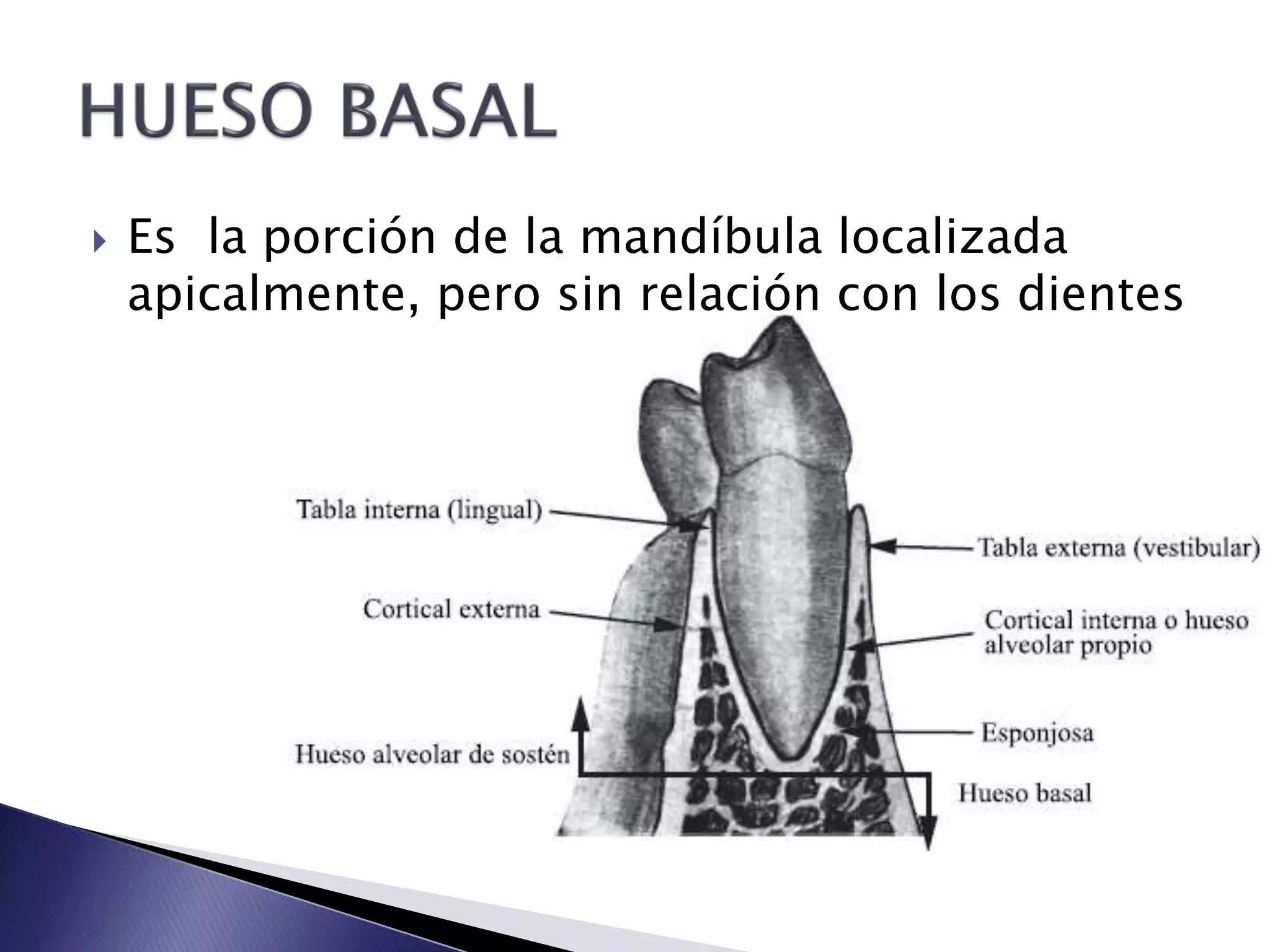 Proceso alveolar | PPTX