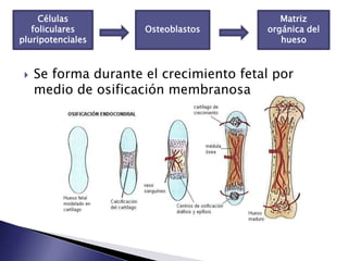 Proceso alveolar | PPTX