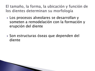 Proceso alveolar | PPTX