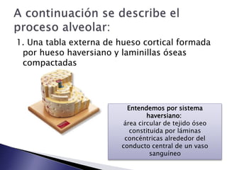 Proceso alveolar | PPTX