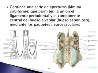 Proceso alveolar | PPTX