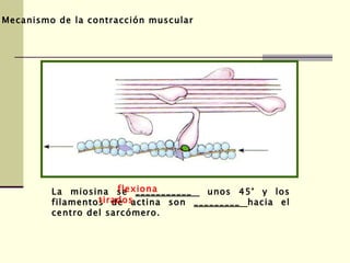 Proceso ContraccióN Muscular | PPT