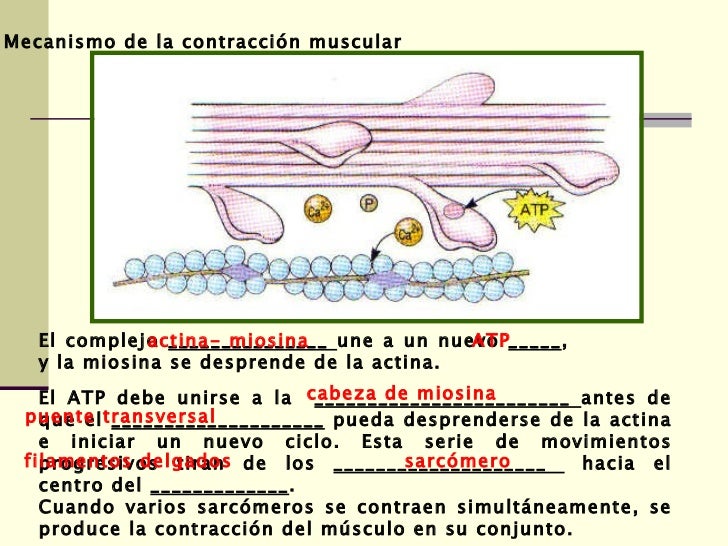 Proceso ContraccióN Muscular