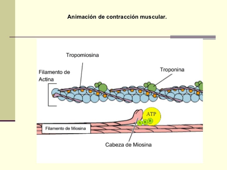 PPT CONTRACCIÓN MUSCULAR PowerPoint Presentation ID180500