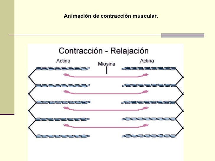 PPT CONTRACCIÓN MUSCULAR PowerPoint Presentation ID180500